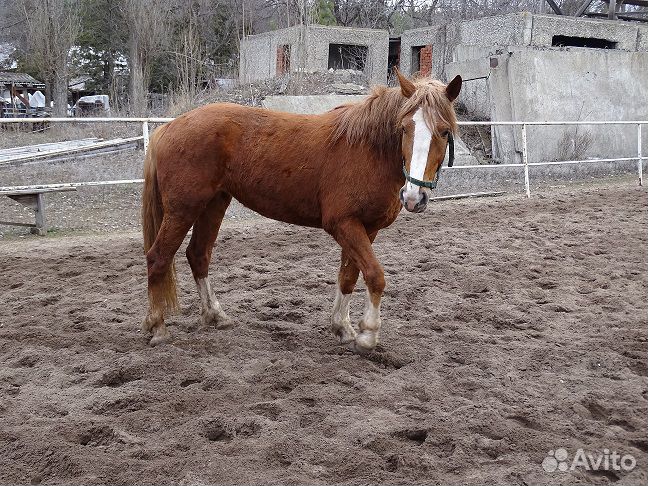 Кобыла полукровная