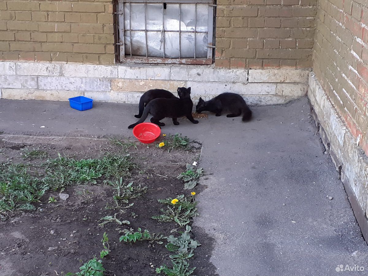Котенок