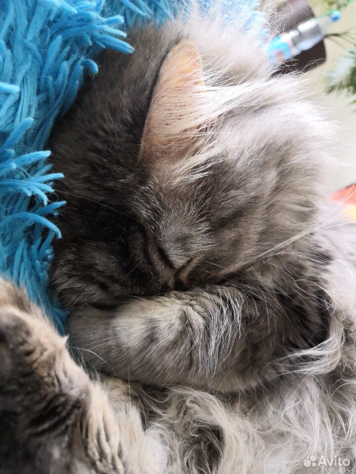 Скоттиш Страйт (Шотландская Прямоухая)