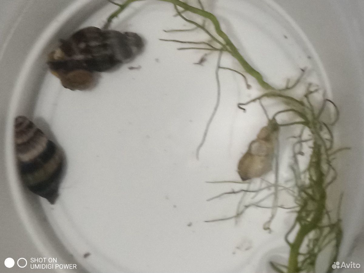 Улитки Хелены