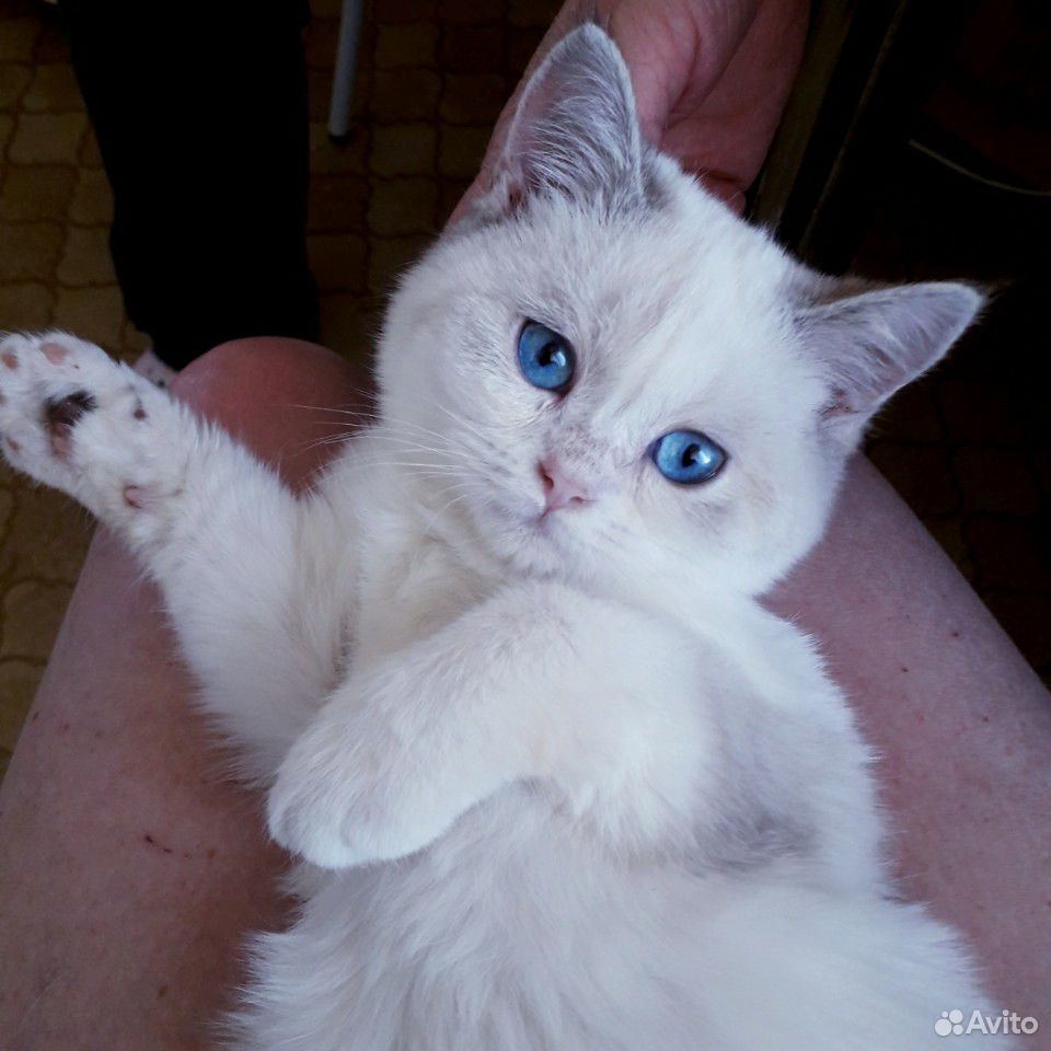 Золотые биколорики