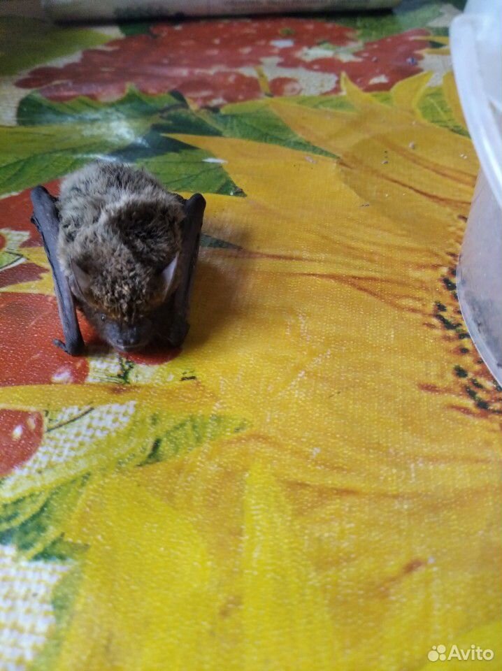 Летучие мыши