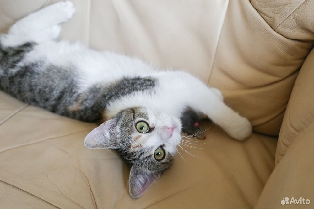 Зеленоглазое чудо малышка Лиана в дар