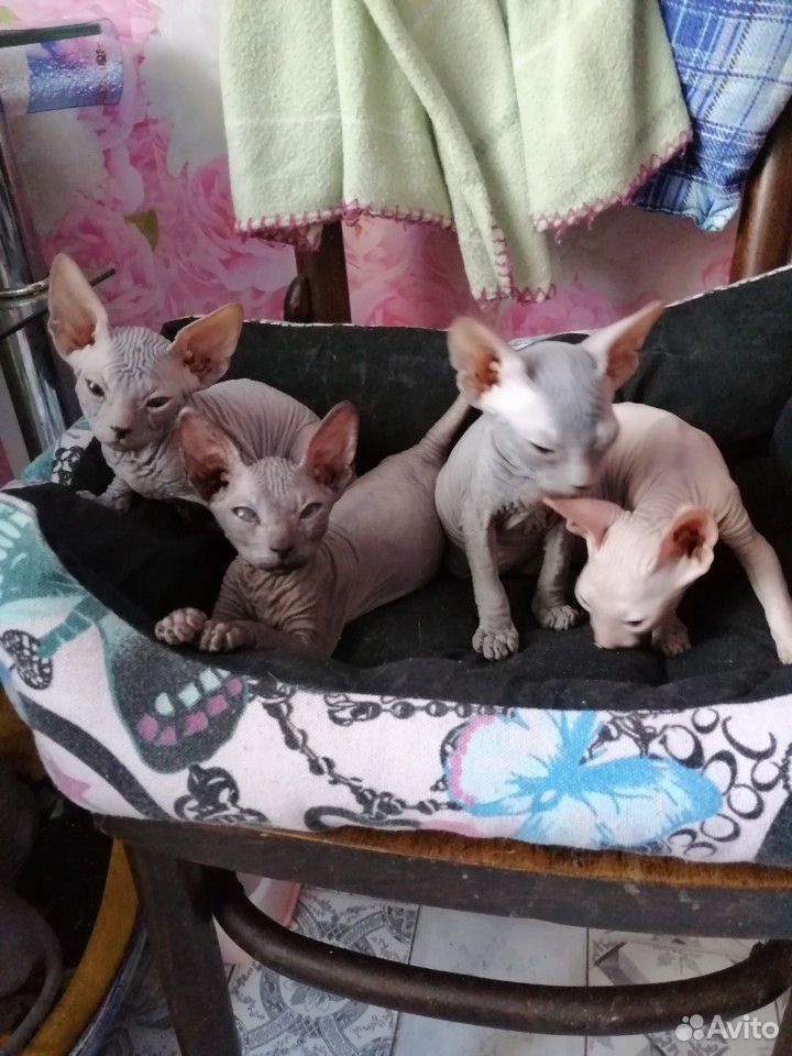Котята донского сфинкса
