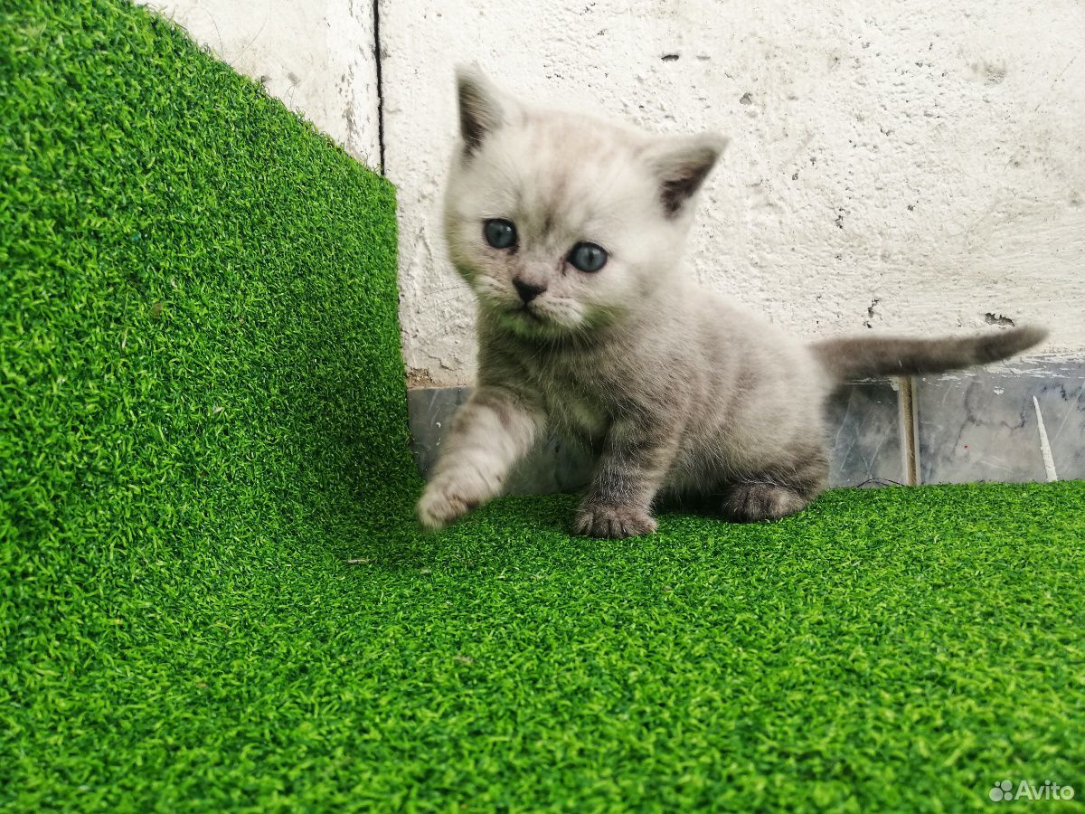 Британский котенок