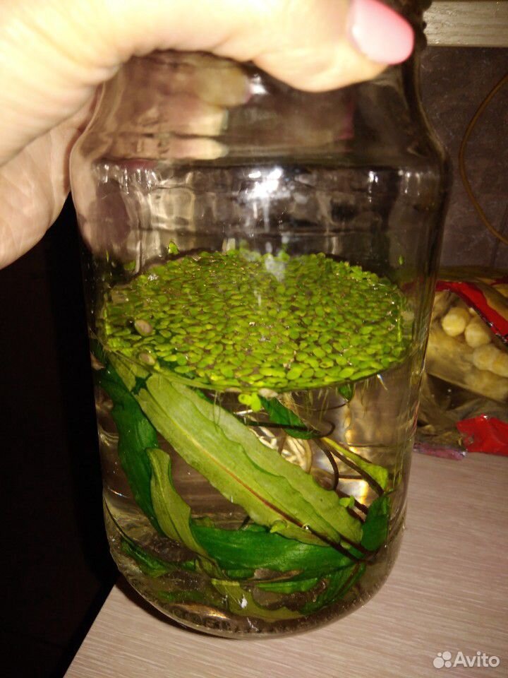 Криптокарина