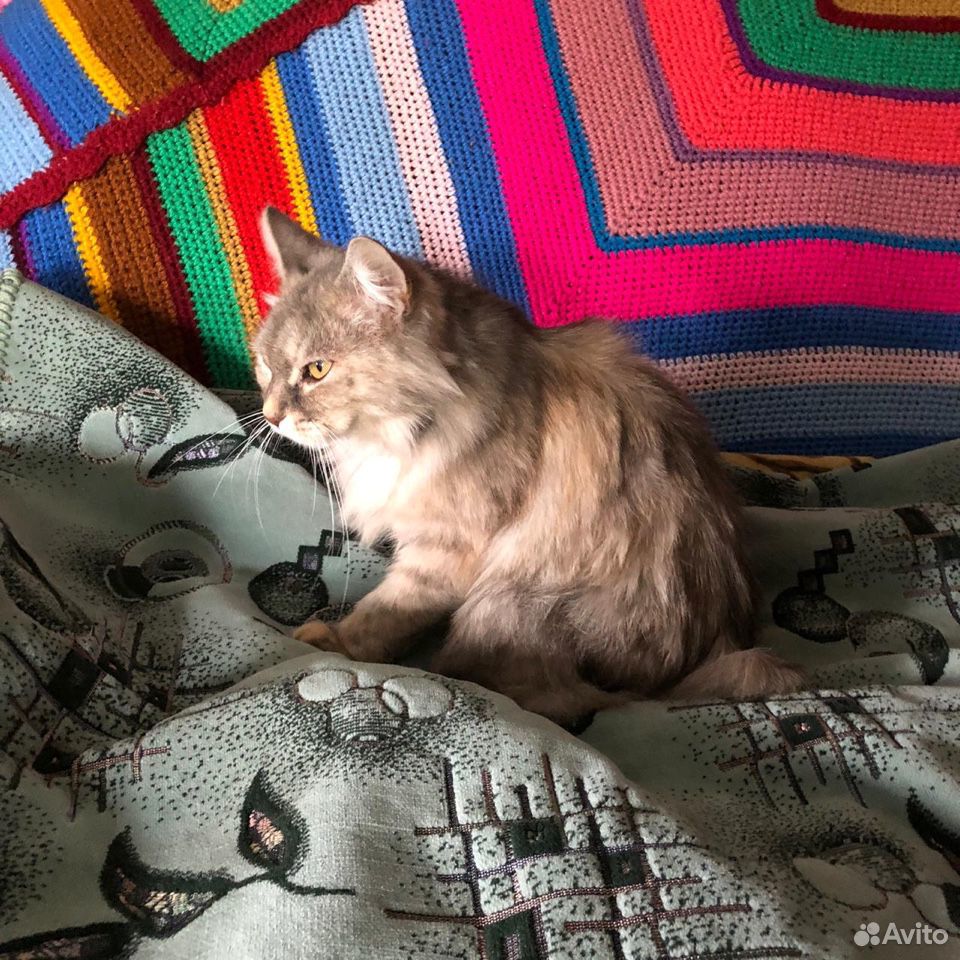 Продам кошку породы бобтейл