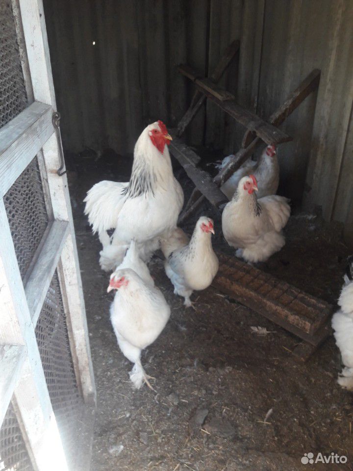 Серебристые куры брама