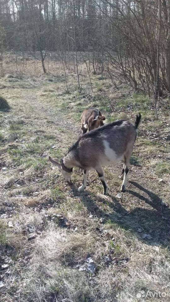Коза дойная