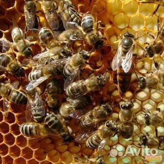 Пчелосемьи