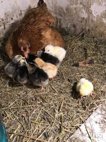 Клушка с цыплятами