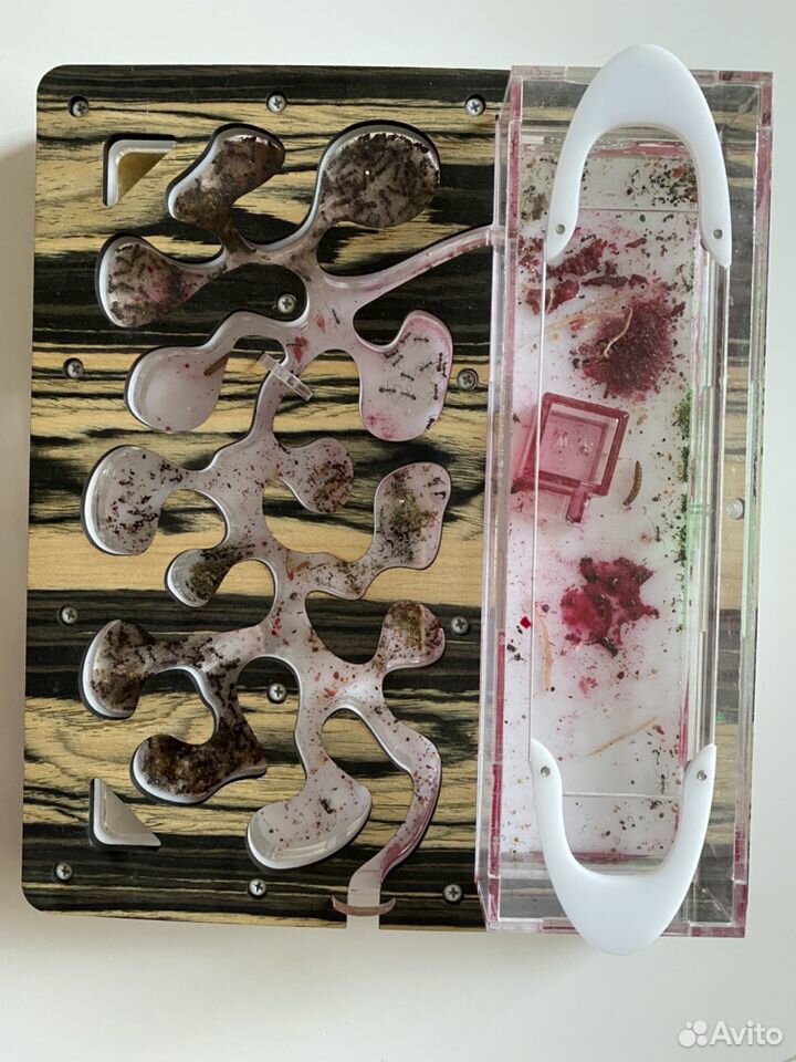 Готовая муравьиная ферма 150+ Lasius niger