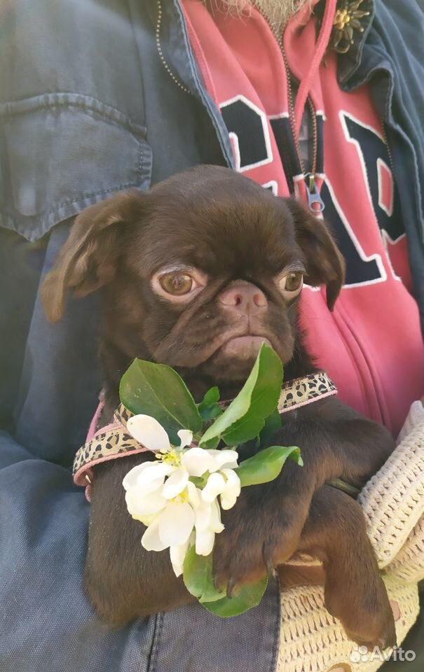 Сладкая шоколадка