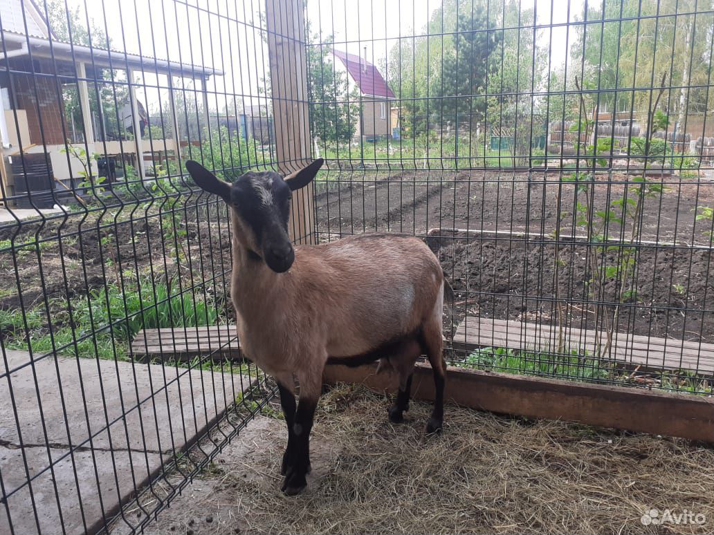 Коза дойная чешской породы