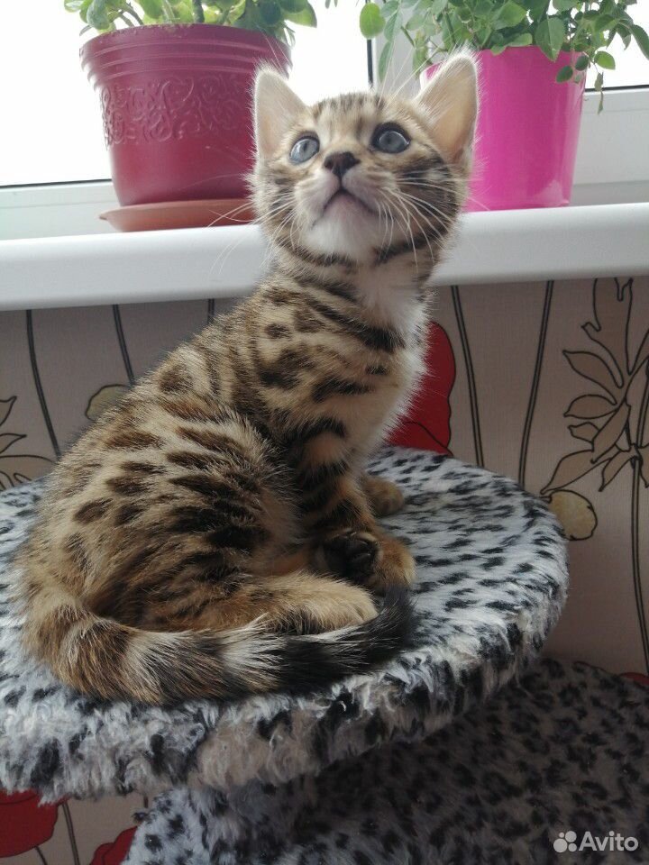 Котенок мальчик бенгал
