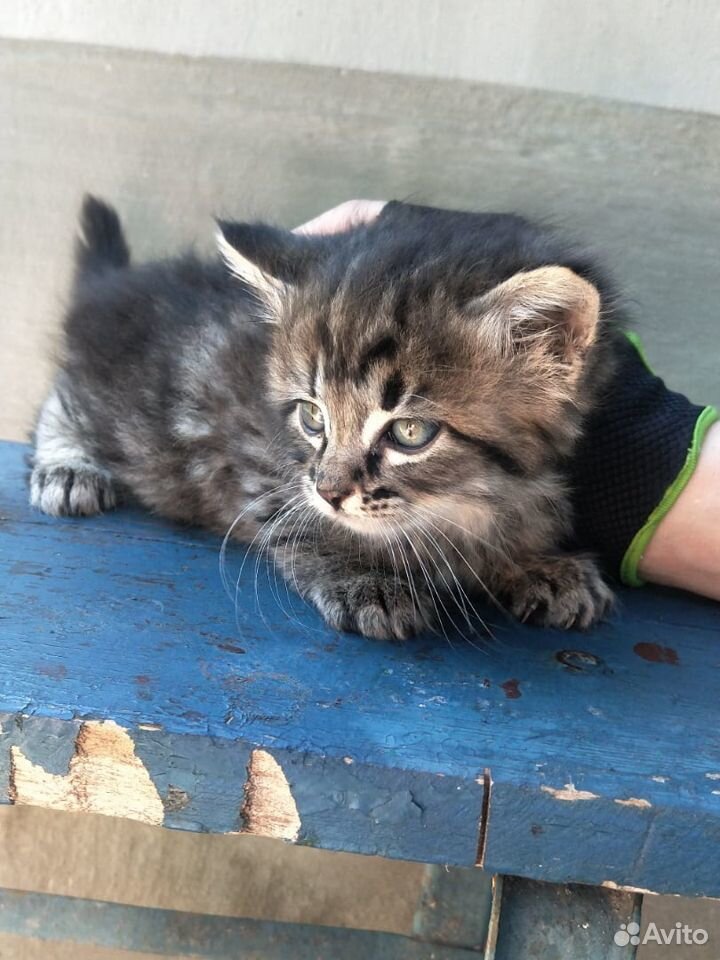 Котёнок, девочка, Феодосия