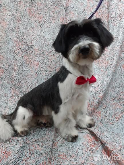 Мелкопородная бородуля