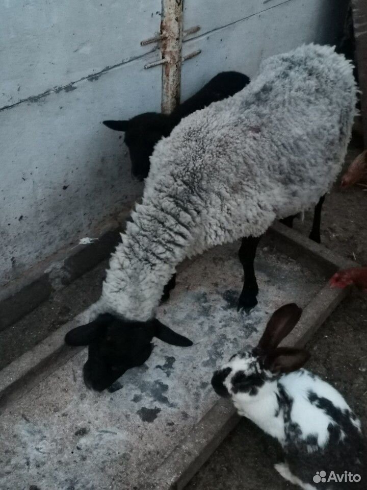 Продаются, Романовские бараны и барашки. У одной б