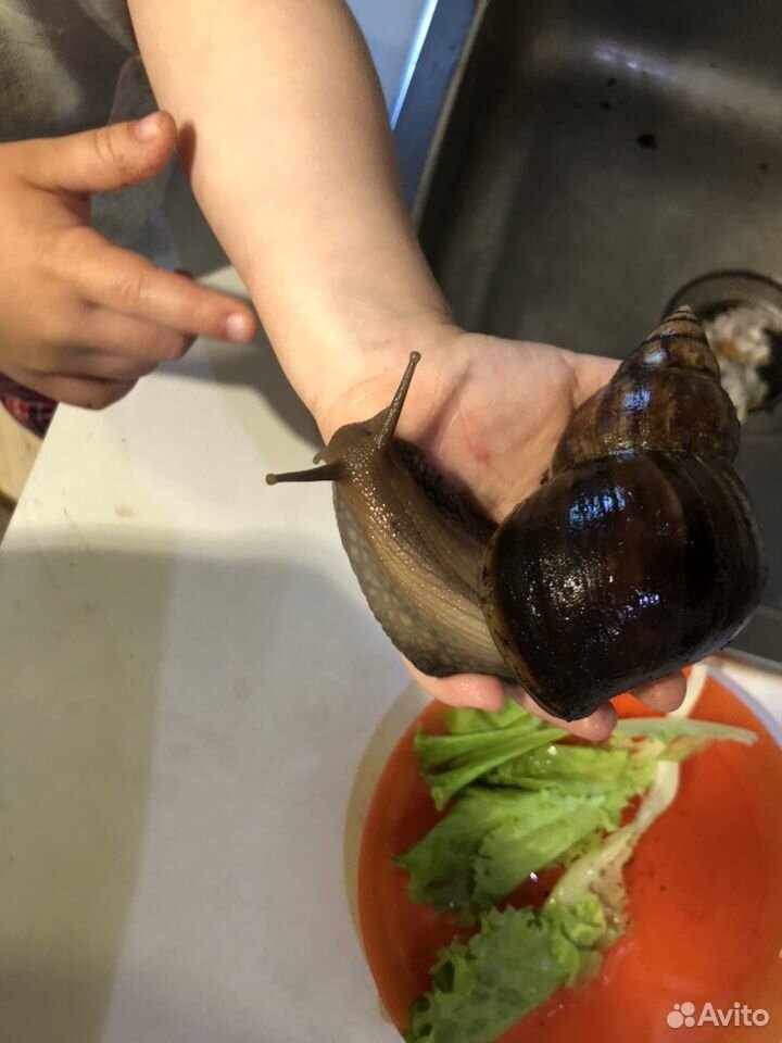 Утилка бесплатно