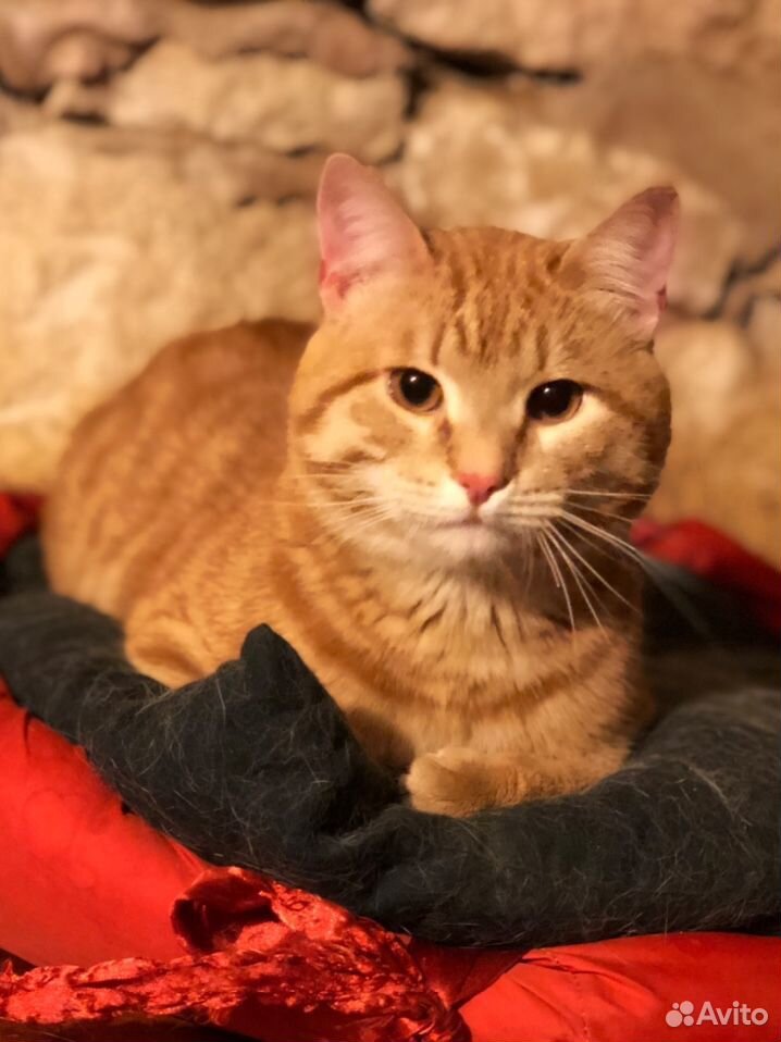 Компанейский парень Климентий