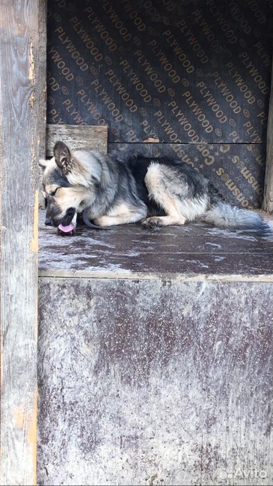 Щенок Барон