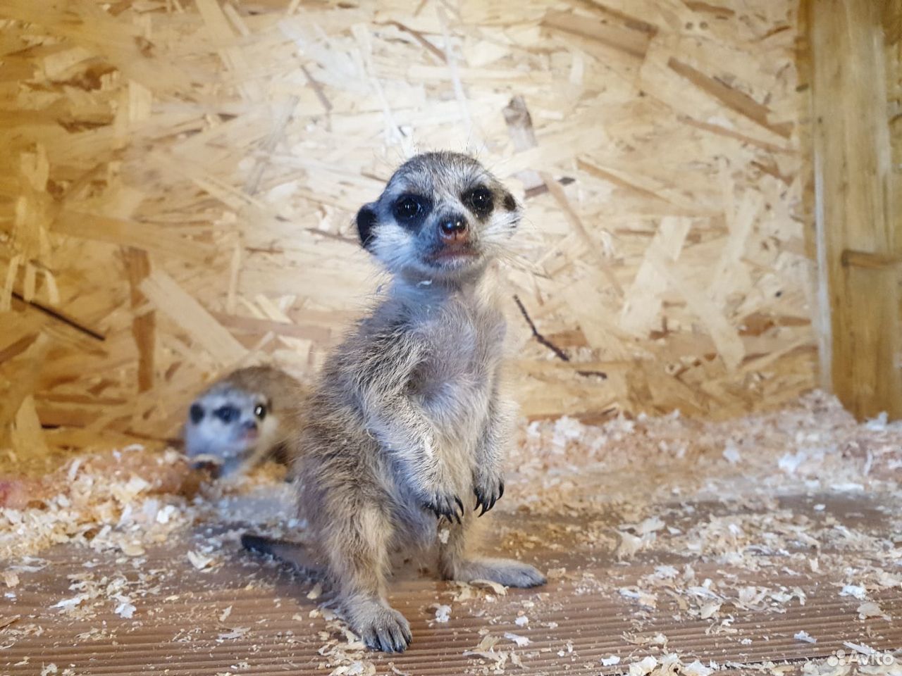 Сурикат самка рожденная 30.03.20 Так же есть малыш