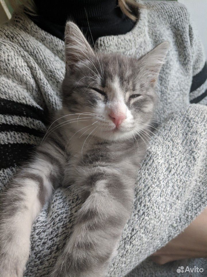 Котёнок