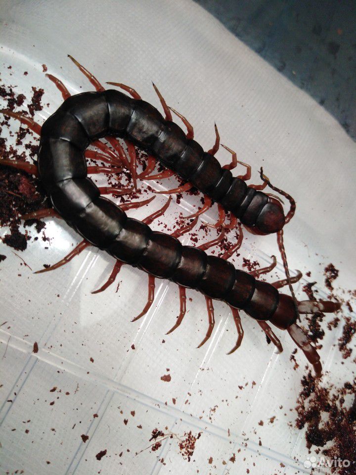 Scolopendra cingulata (кольчатая сколопендра)