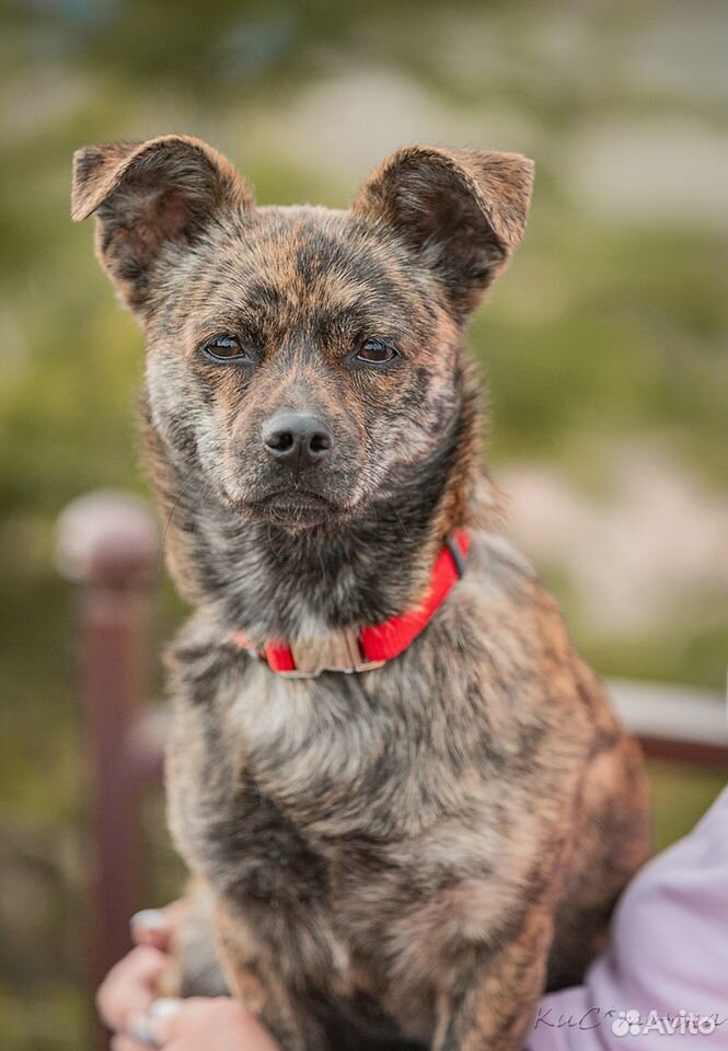 Собака Соня ищет хозяина. Отдадим в хорошие руки