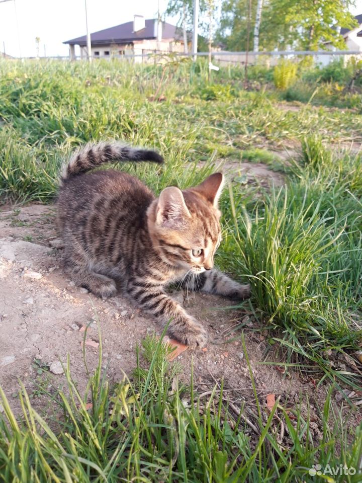 Котенок в добрые руки