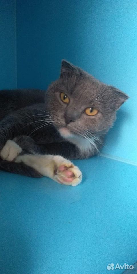 Отдадим в хорошие руки кота Сержа