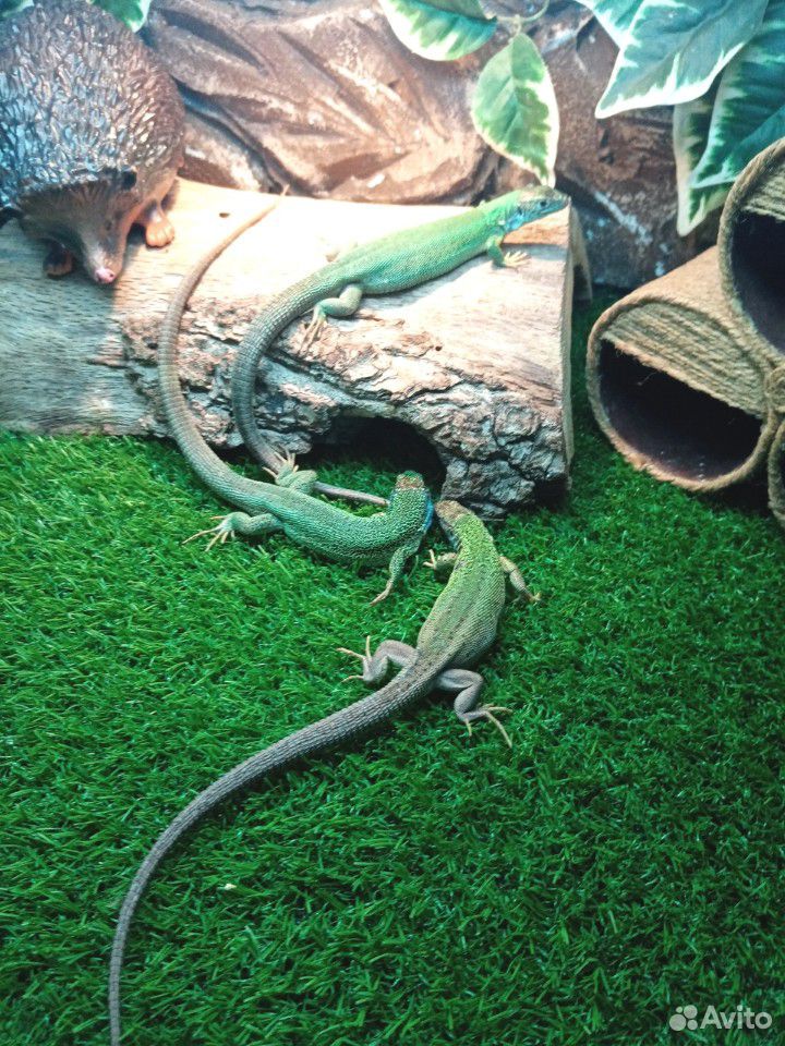 Зеленые ящерицы(семья)