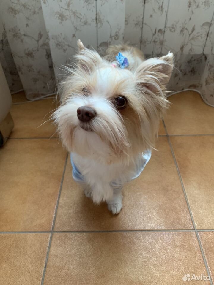 Вязка йорков