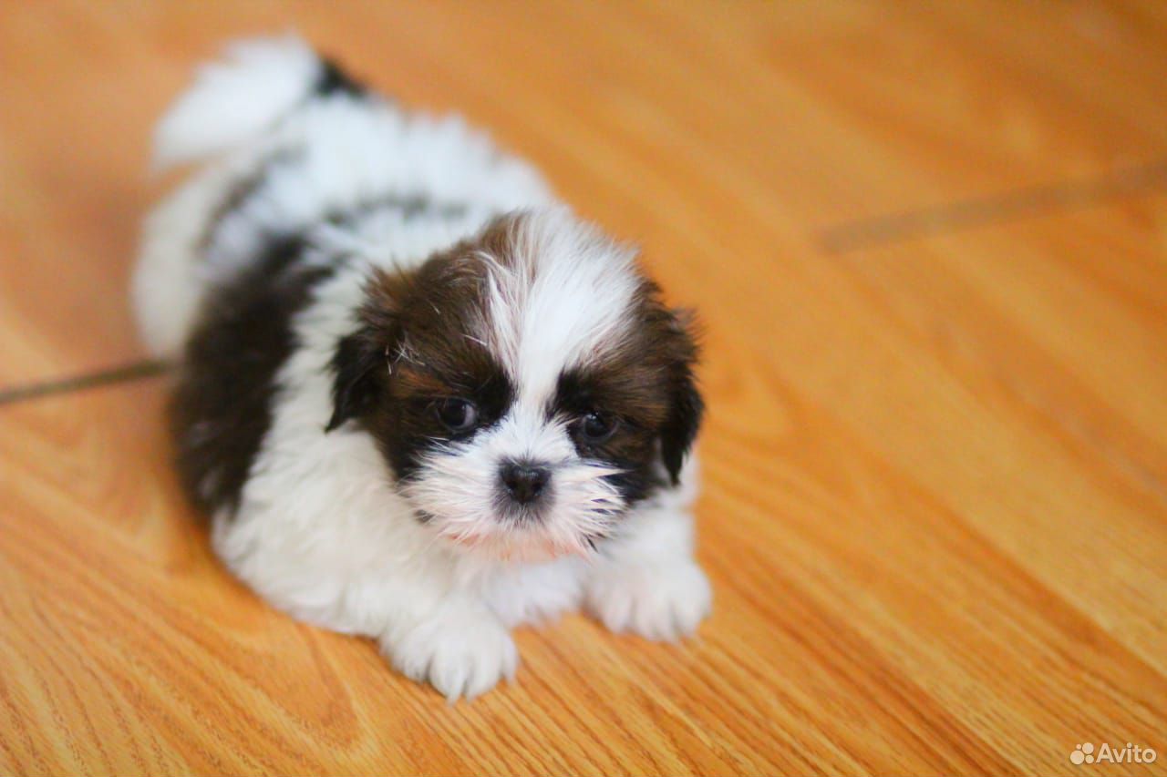 Золотой ребенок