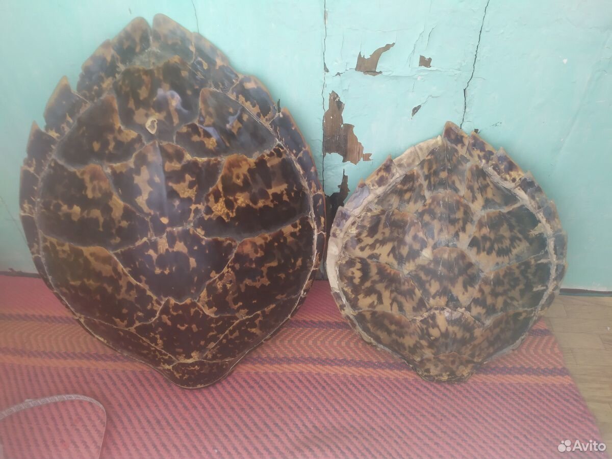 Панцирь морской черепахи