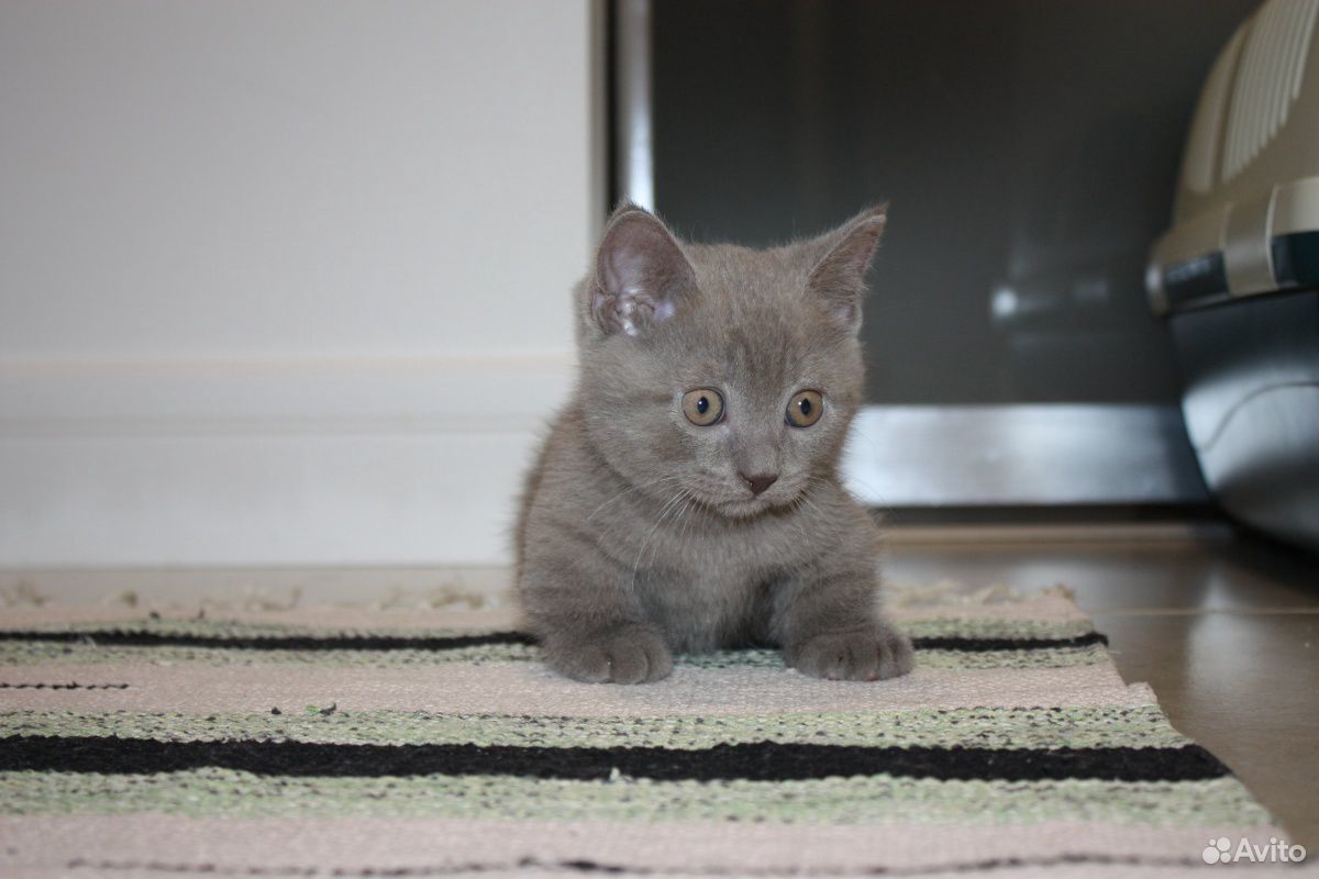 Мальчик коротышка