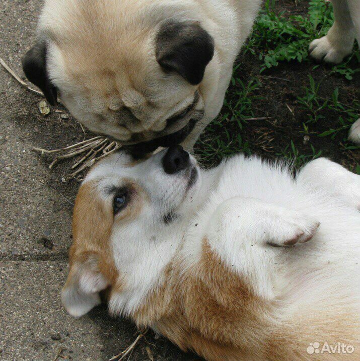 Возьму корги