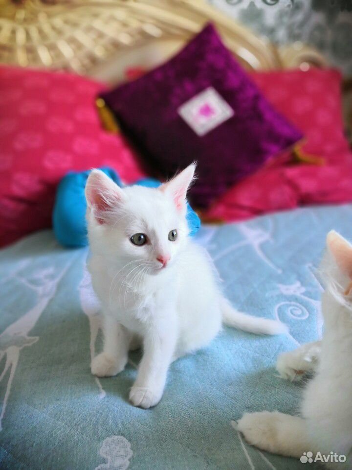 Турецкая ангора