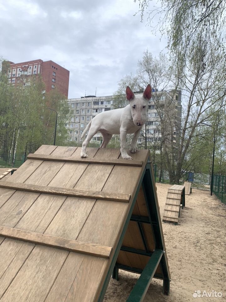 Бультерьер стандарт