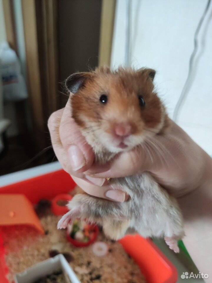Сирийский хомяк