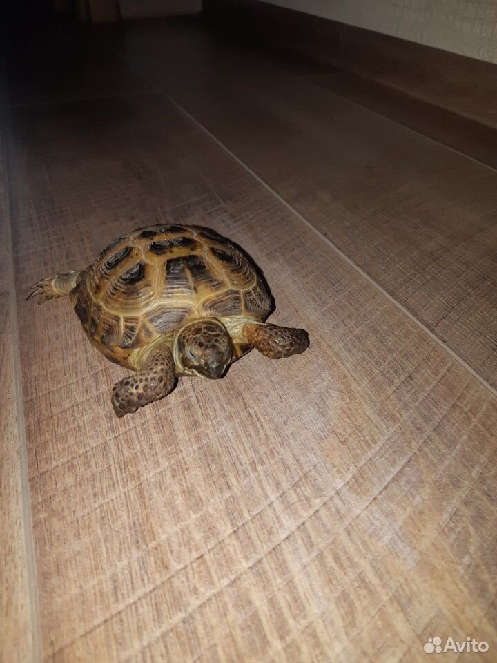 Черепаха