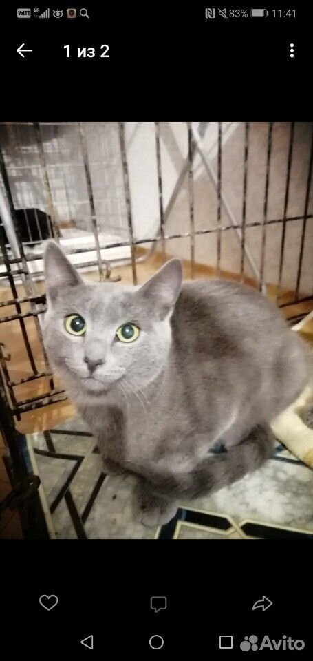 Котенок фенотип русская голубая