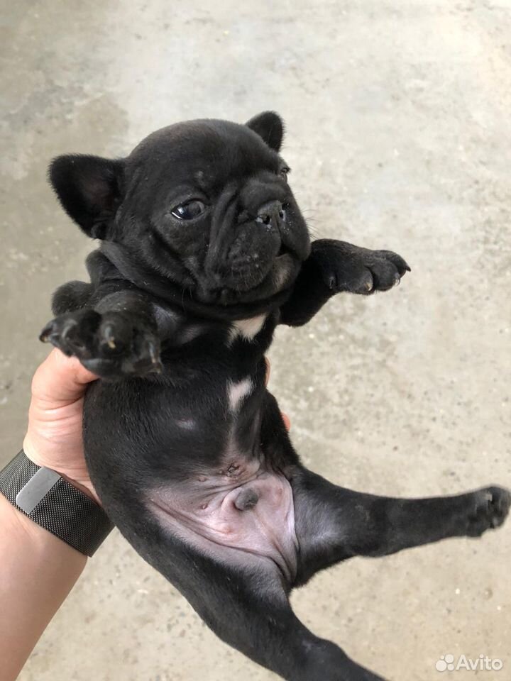 Французский бульдог