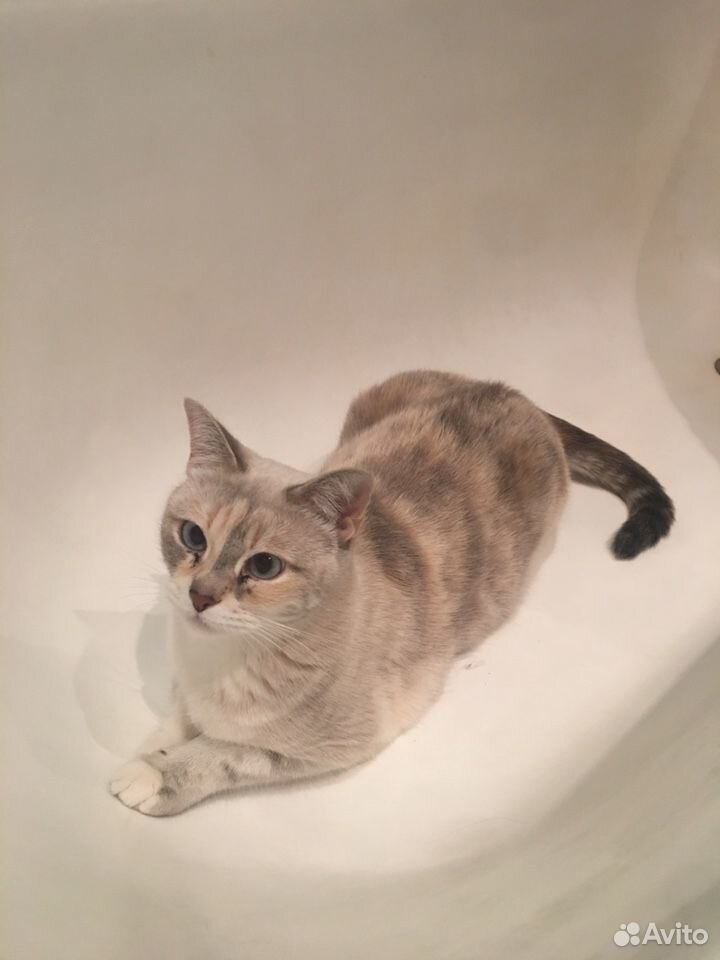 Красавица кошка ищет дом