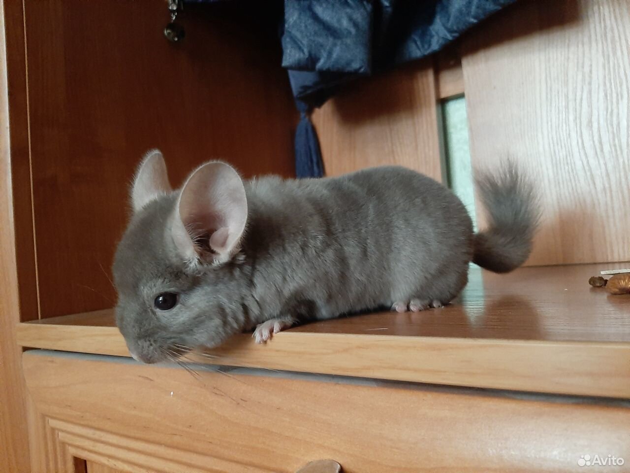 Шиншилленок Mишутка в поиске