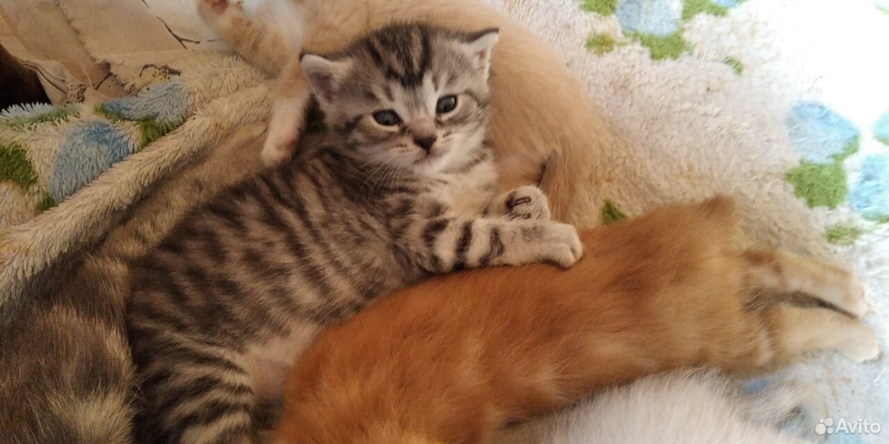 Полубританец, окрас Вискас, 2 месяца