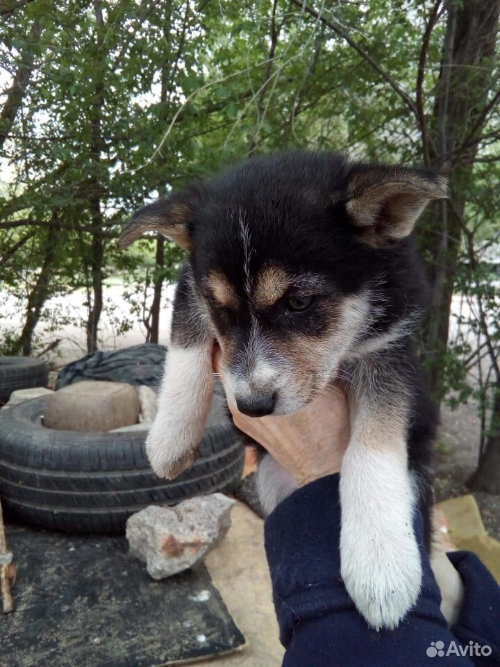 Щенок в добрые руки