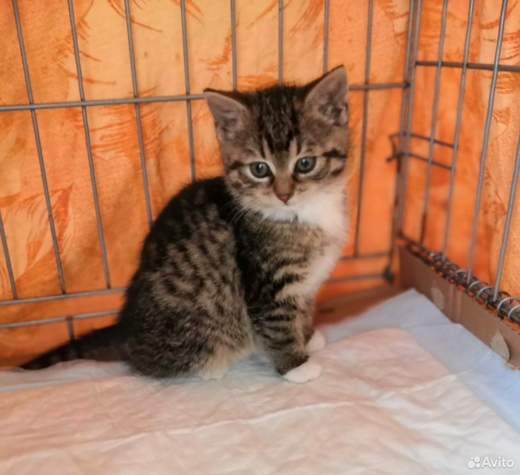 Полосатая котёнка в добрые руки
