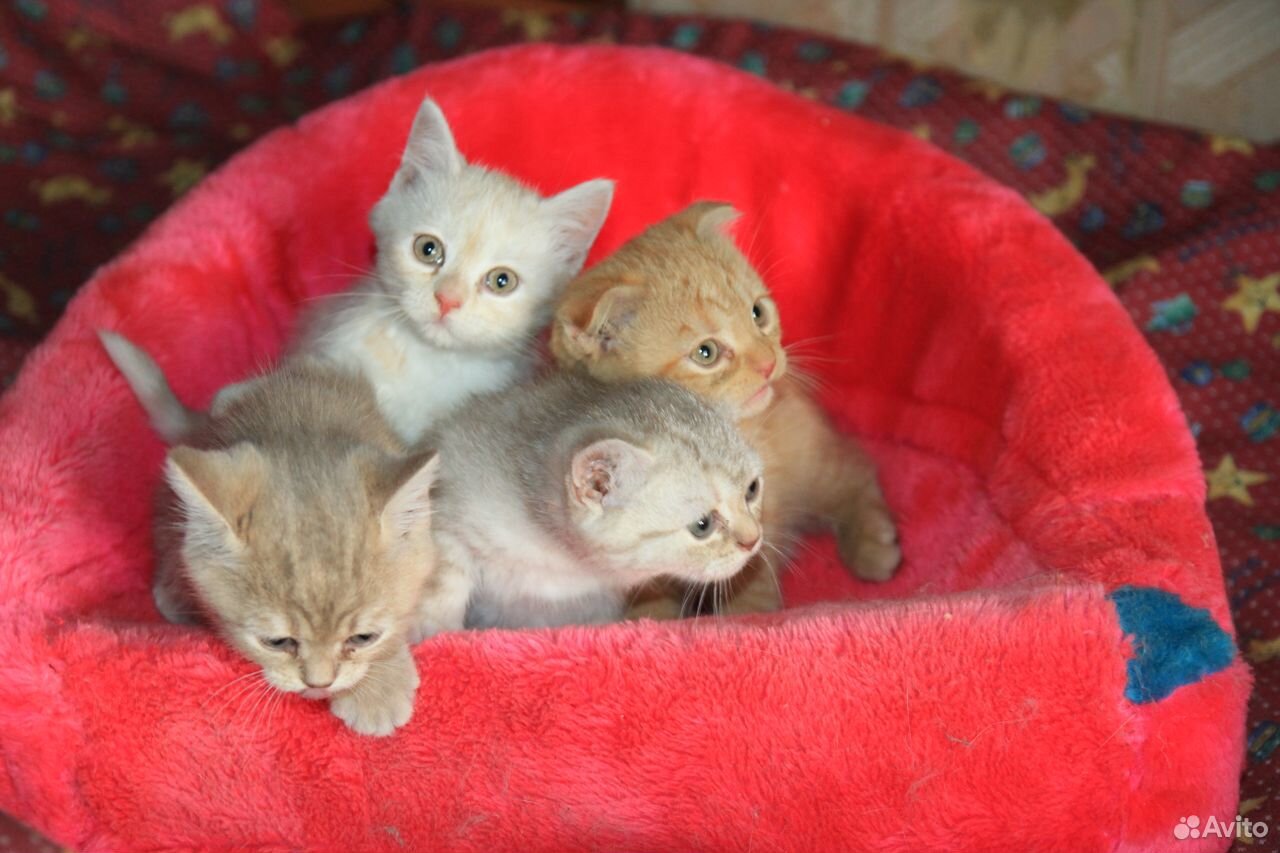 Кошечки, 2 месяца