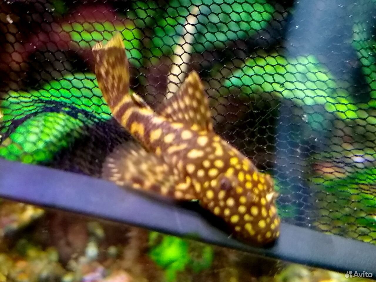 Анциструс обыкновенный